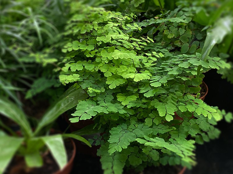 Adiantum Fritz Luthii - Merryhatton Garden Centre