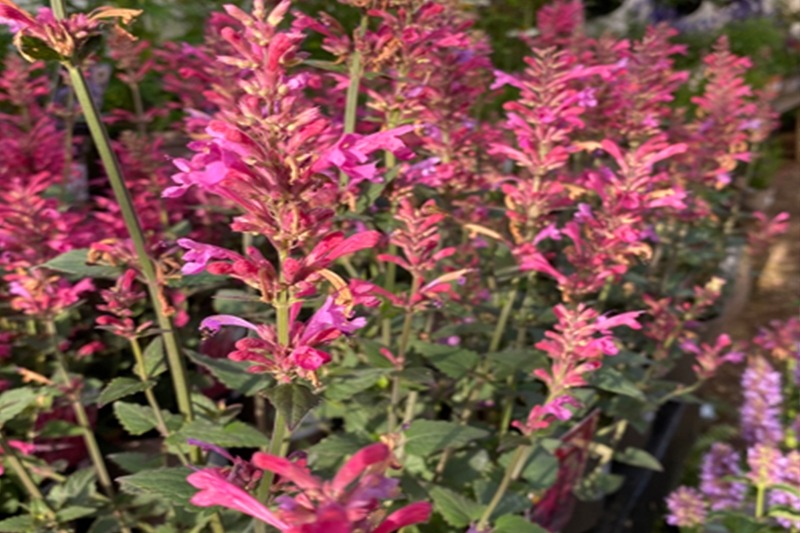 Agastache Morello 2L - Merryhatton Garden Centre