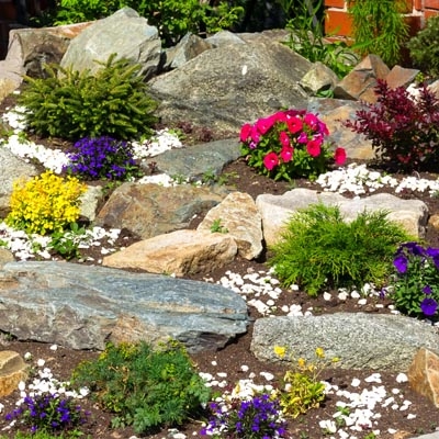 Alpine plants - Merryhatton Garden Centre