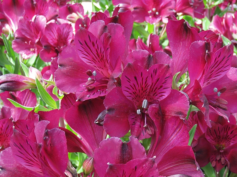 Alstroemeria Inticancha Dark Purple in 3L pot - Merryhatton Garden Centre