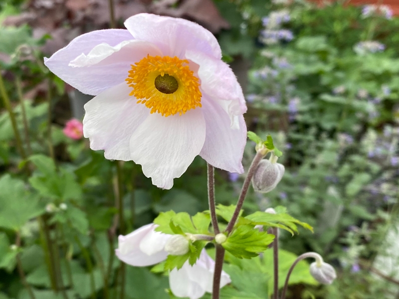 Anemone Ruffled Swan - Merryhatton Garden Centre