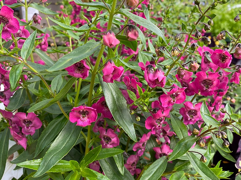 Angelonia Deep Rose Patio Ready, in 3L pot - Merryhatton Garden Centre