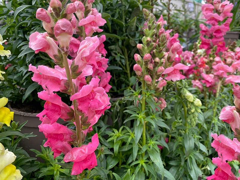 Antirrhinum Sonnet Rose - Merryhatton Garden Centre