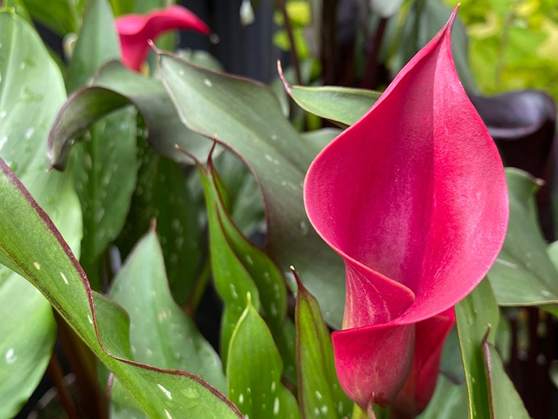 Calla Lily Red Charm in 2L pot - Merryhatton Garden Centre