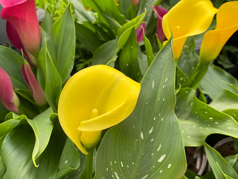 Calla Lily Sunclub (Yellow) in 2L pot - Merryhatton Garden Centre