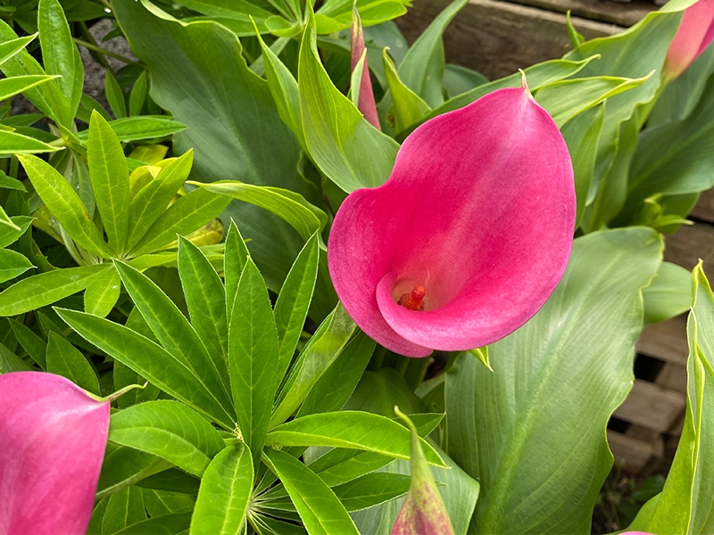 Calla Samba - Merryhatton Garden Centre