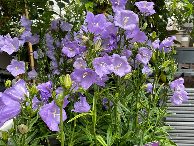 Campanula Takion Blue - Merryhatton Garden Centre