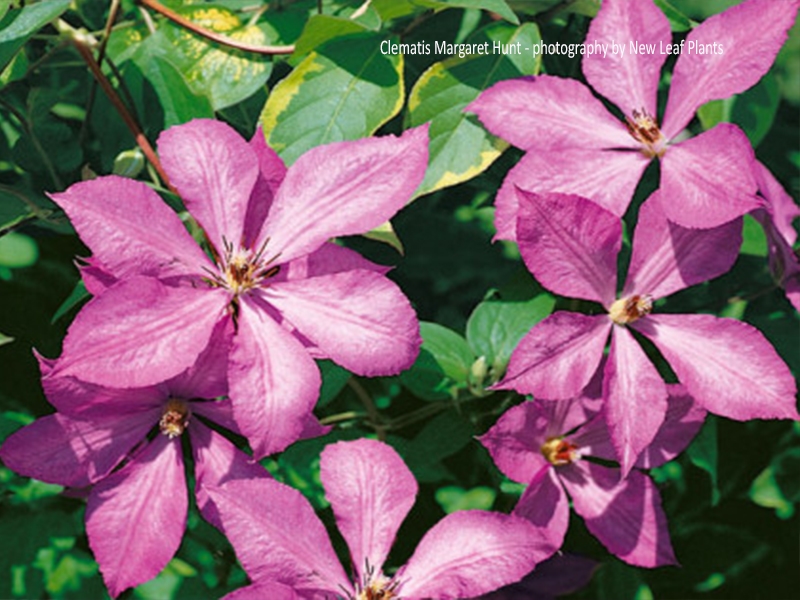 Clematis Margaret Hunt - Merryhatton Garden Centre