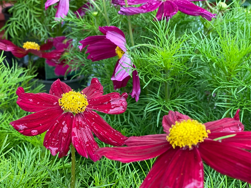 Cosmos Casanova Red in 1L pot - Merryhatton Garden Centre