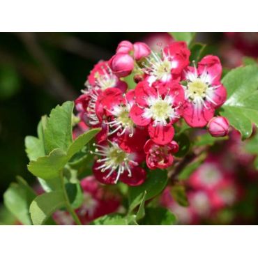 Plants for gardens - Merryhatton Garden Centre