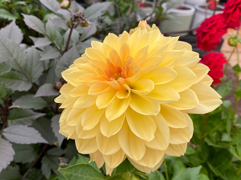 Dahlia Dalina Maxi Romero - Merryhatton Garden Centre