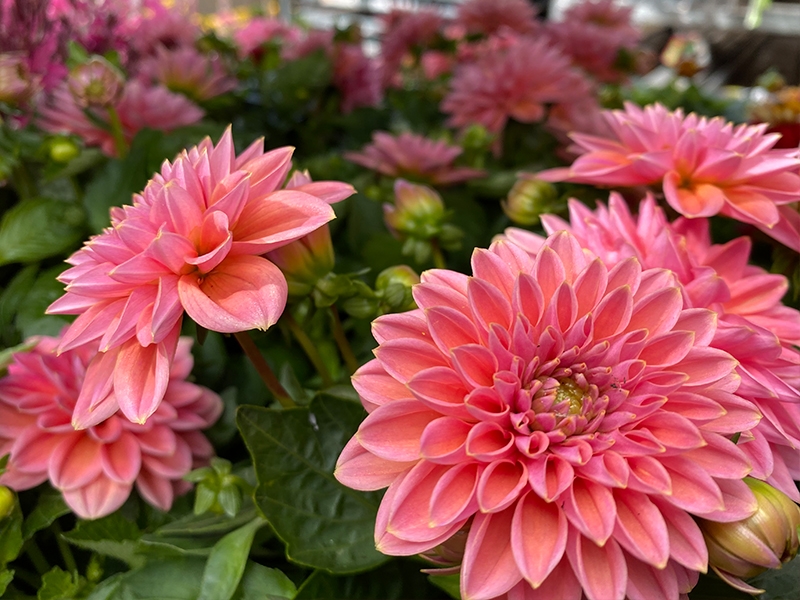 Dahlietta Lily in 1L pot - Merryhatton Garden Centre