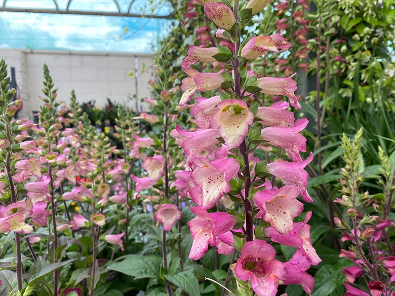Digitalis Illumination Berry Canary - Merryhatton Garden Centre