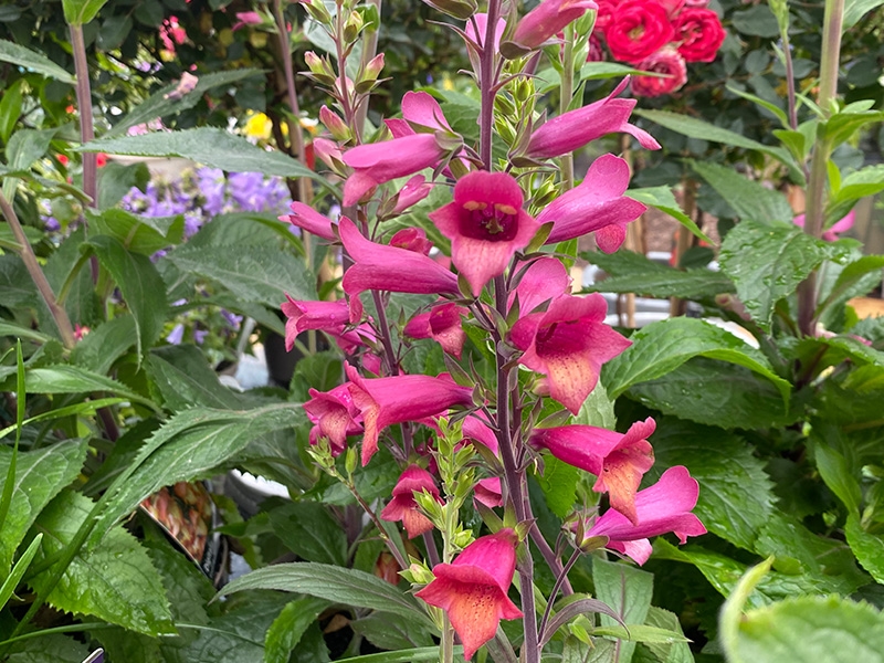 Digitalis Illumination Raspberry - Merryhatton Garden Centre