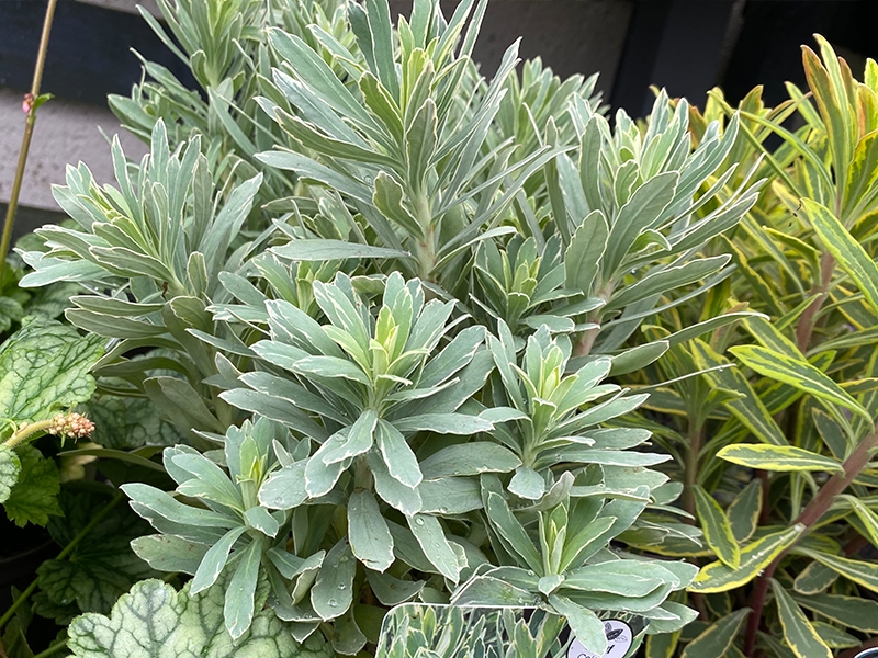 Euphorbia Silver Edge 2L - Merryhatton Garden Centre