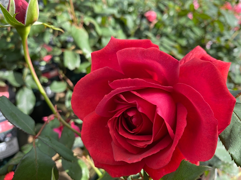 Fragrant Cloud - Merryhatton Garden Centre