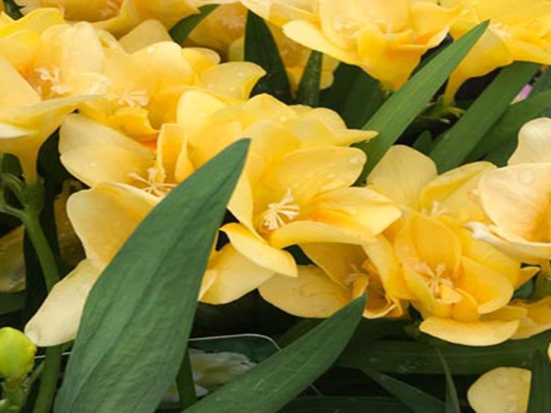 Freesia Lovely Cream in 1.5L pot - Merryhatton Garden Centre