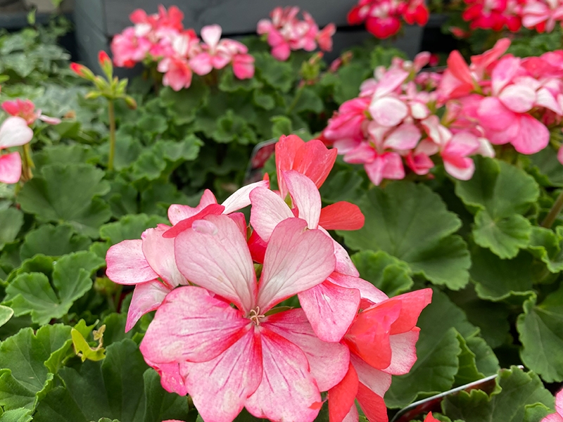 Geranium Bunny Pink Ice in 1L pot - Merryhatton Garden Centre
