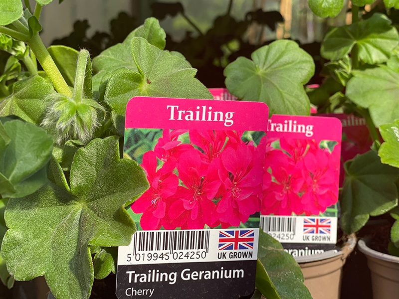 Geranium Trailing Cherry 9cm pot - Merryhatton Garden Centre