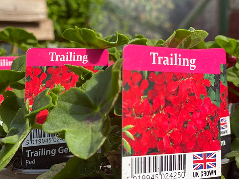 Geranium Trailing Red 9cm pot - Merryhatton Garden Centre