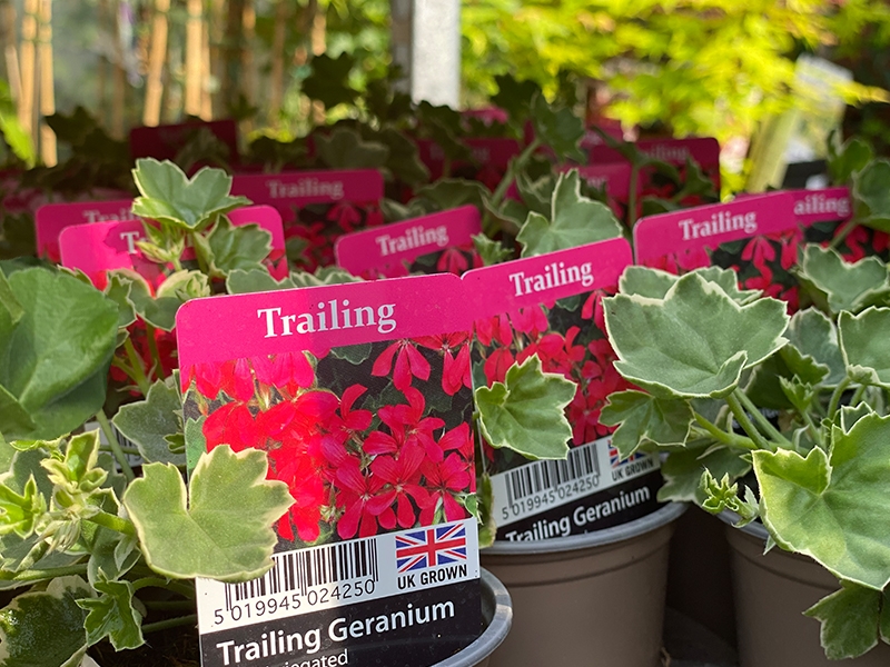 Geranium Trailing Red Variegated 9cm pot - Merryhatton Garden Centre
