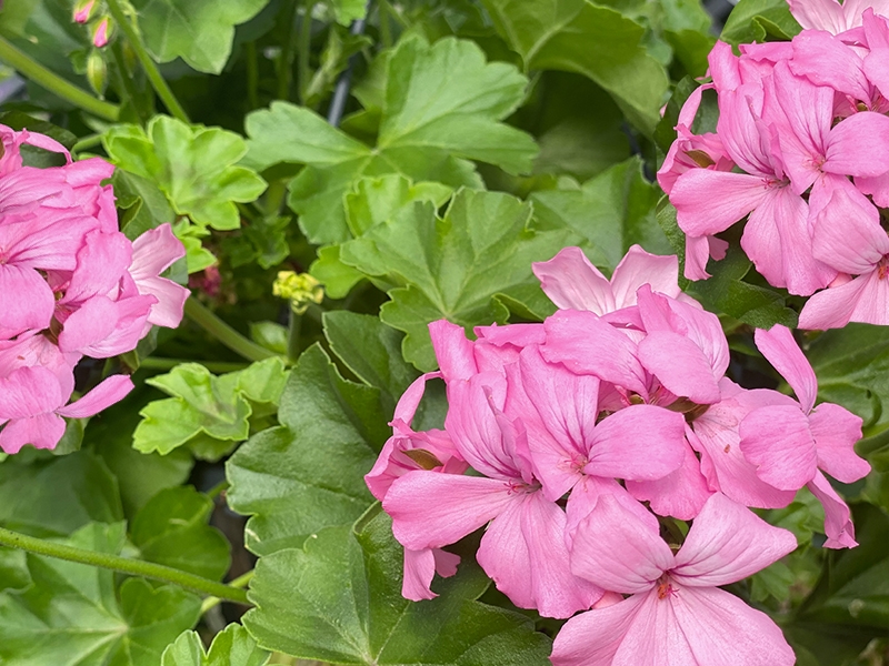Geranium Trailing Soft Pink 9cm pot - Merryhatton Garden Centre