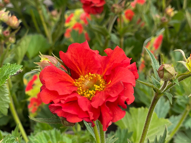 Geum Scarlet Tempest 3L - Merryhatton Garden Centre