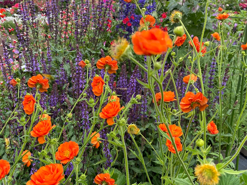 Geum Tropical Tempest - Merryhatton Garden Centre