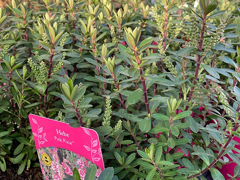 Hebe Purple Pixie - Merryhatton Garden Centre