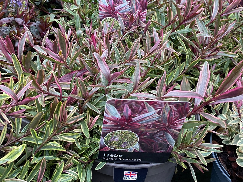 Hebe Purple Shamrock 3L - Merryhatton Garden Centre