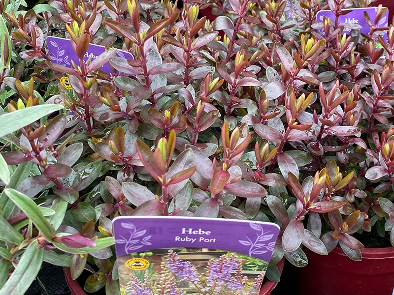 Hebe Ruby Port - Merryhatton Garden Centre