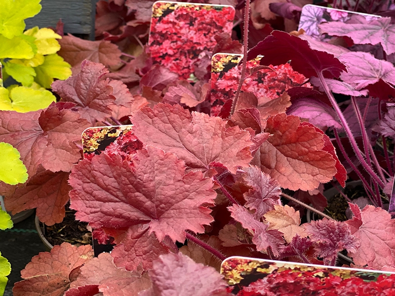 Heuchera Wild Rose 2L - Merryhatton Garden Centre