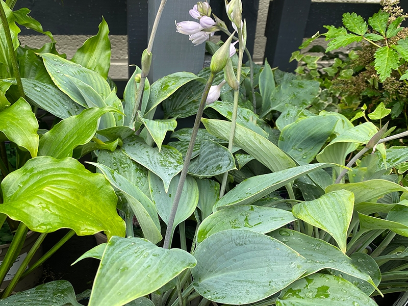 Hosta Blue Cadet - Merryhatton Garden Centre