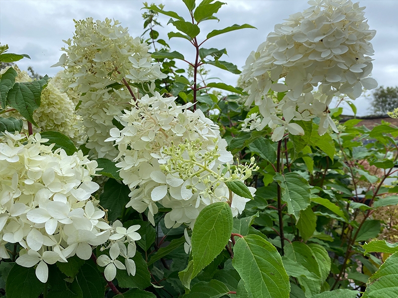 Hydrangea Paniculata Pinky Promise in 5L pot - Merryhatton Garden Centre
