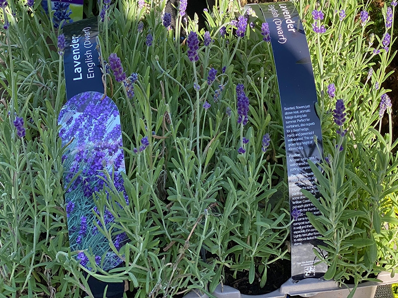 Lavender English 6 Pack - Merryhatton Garden Centre