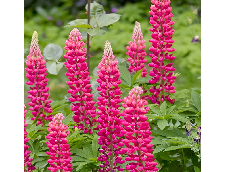 Lupin Gallery Pink 1L - Merryhatton Garden Centre