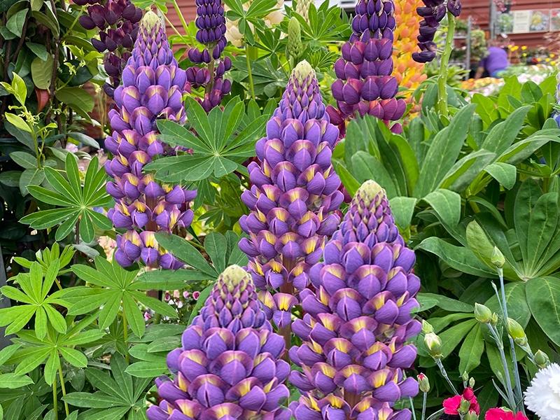 Lupin Magic Lantern - Merryhatton Garden Centre