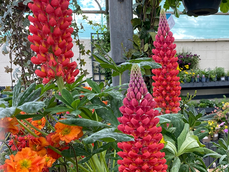 Lupin West Country Beefeater in 5L pot - Merryhatton Garden Centre