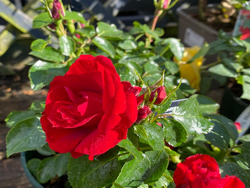MOMENT IN TIME misty red - Merryhatton Garden Centre