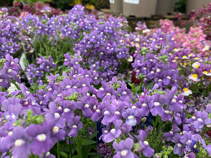 Nemesia Nuvo Blue - Merryhatton Garden Centre