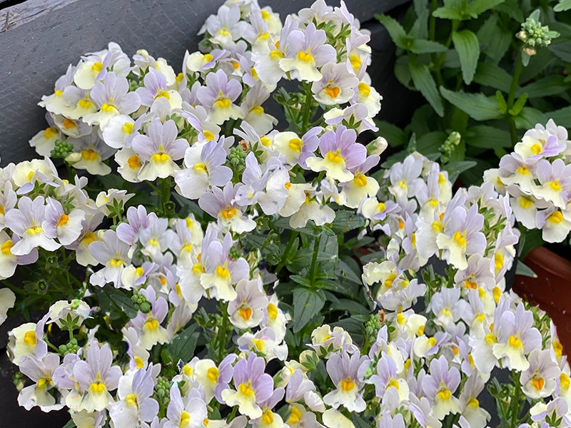 Nemesia Patio Ready Easter Bonnet in 3L pot - Merryhatton Garden Centre