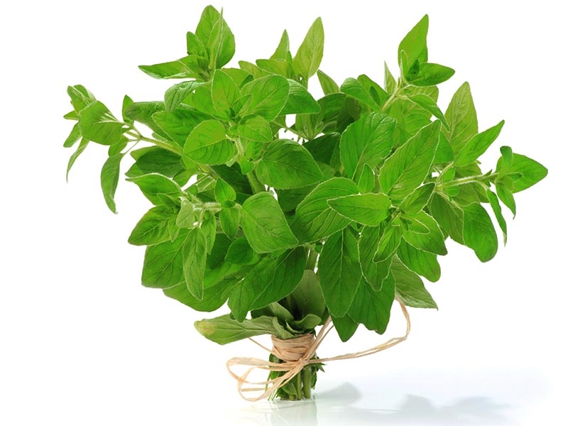 Oregano Common 9cm - Merryhatton Garden Centre