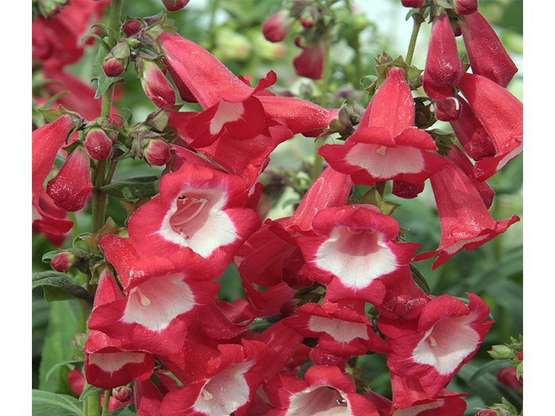 Penstemon Hartwegii Phoenix Red in 2L pot - Merryhatton Garden Centre