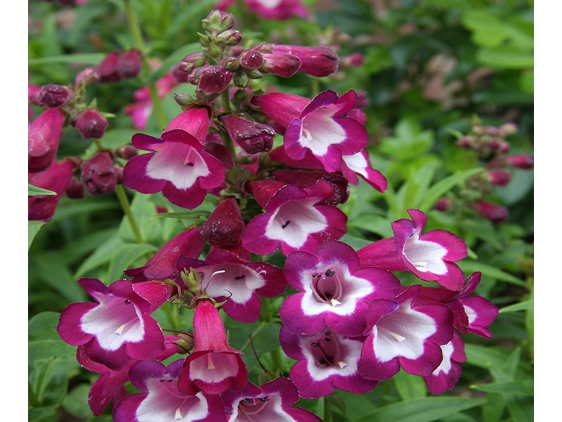 Penstemon Hartwegii Phoenix Violet in 2L pot - Merryhatton Garden Centre