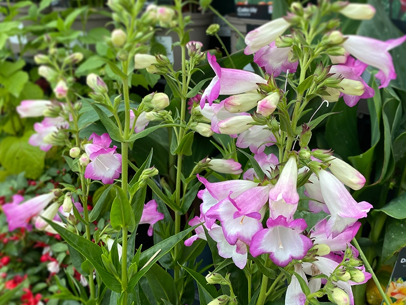 Penstemon Pensham Laura - Merryhatton Garden Centre