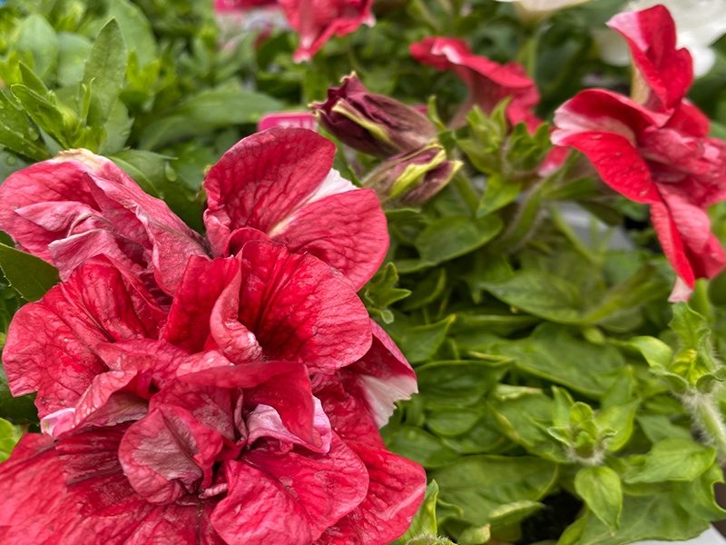 Petunia Double Trailing Cherry Ripple 9cm pot - Merryhatton Garden Centre