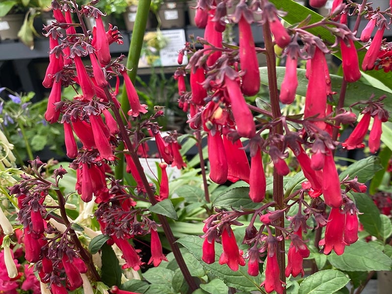 Phygelius Colorburst Deep Red - Merryhatton Garden Centre