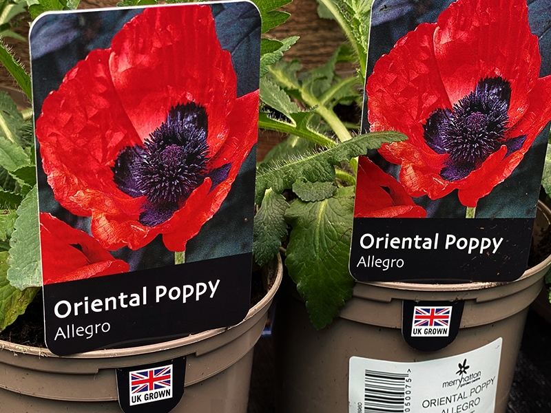POPPY ORIENTAL ALLEGRO 1L - Merryhatton Garden Centre