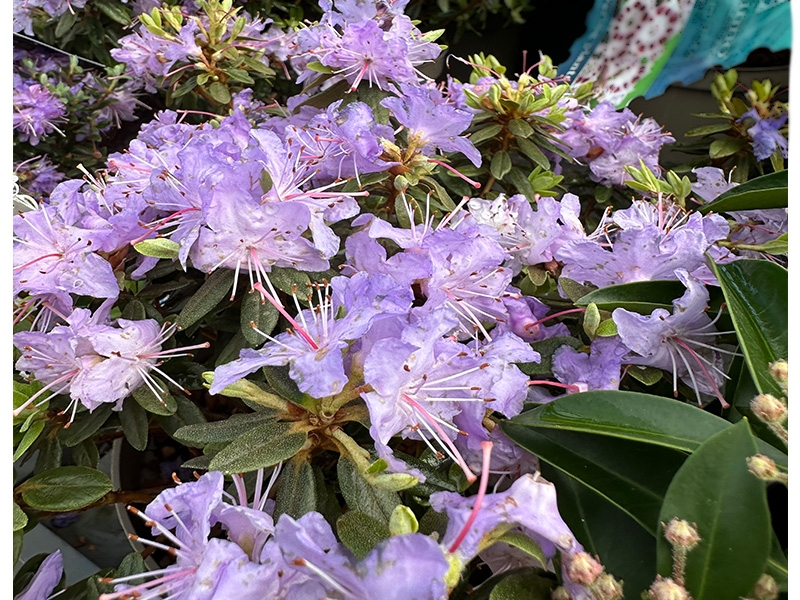 Rhododendrons Dwarf Leni in a 3L pot - Merryhatton Garden Centre