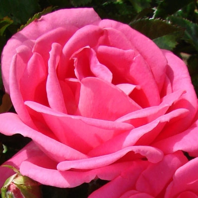 Roses - Merryhatton Garden Centre